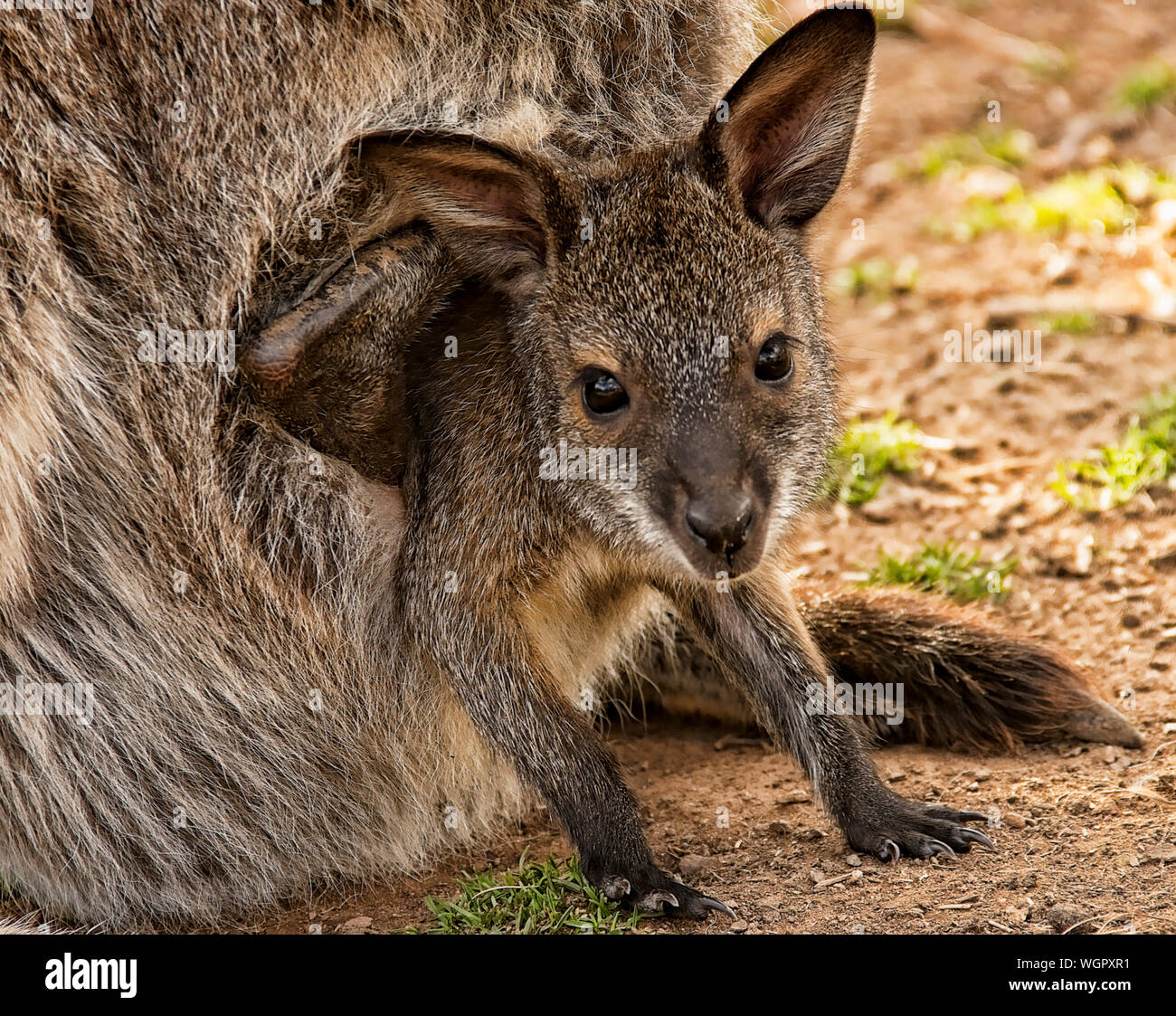 Kangaroo pouch hi-res stock photography and images - Alamy