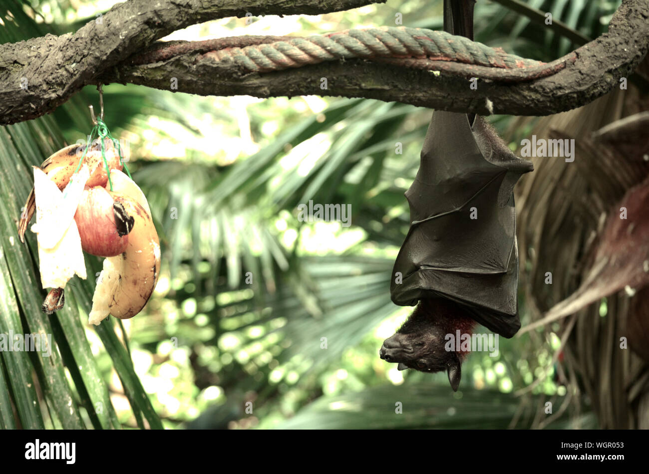 Bat hanging from tree hi-res stock photography and images - Alamy