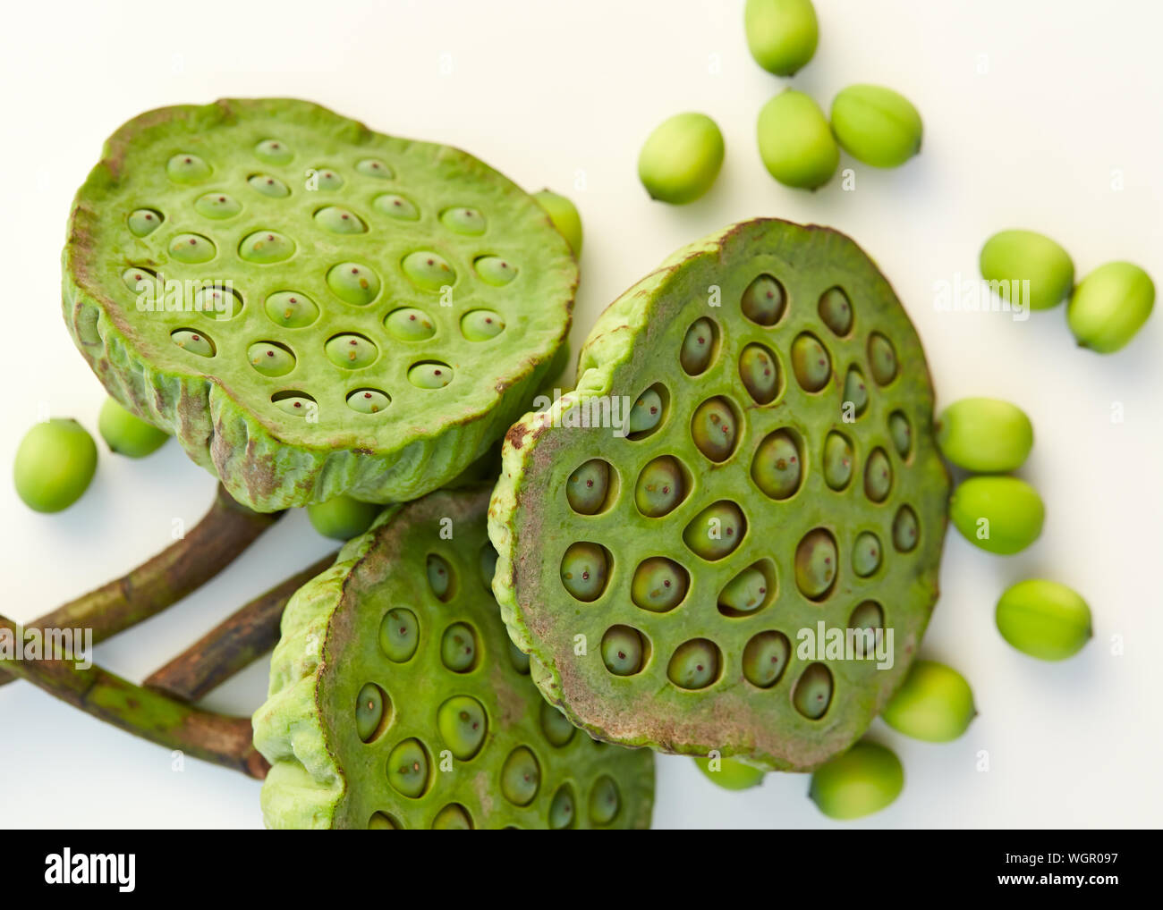 Fruit Of Water Lily High Resolution Stock Photography and Images - Alamy