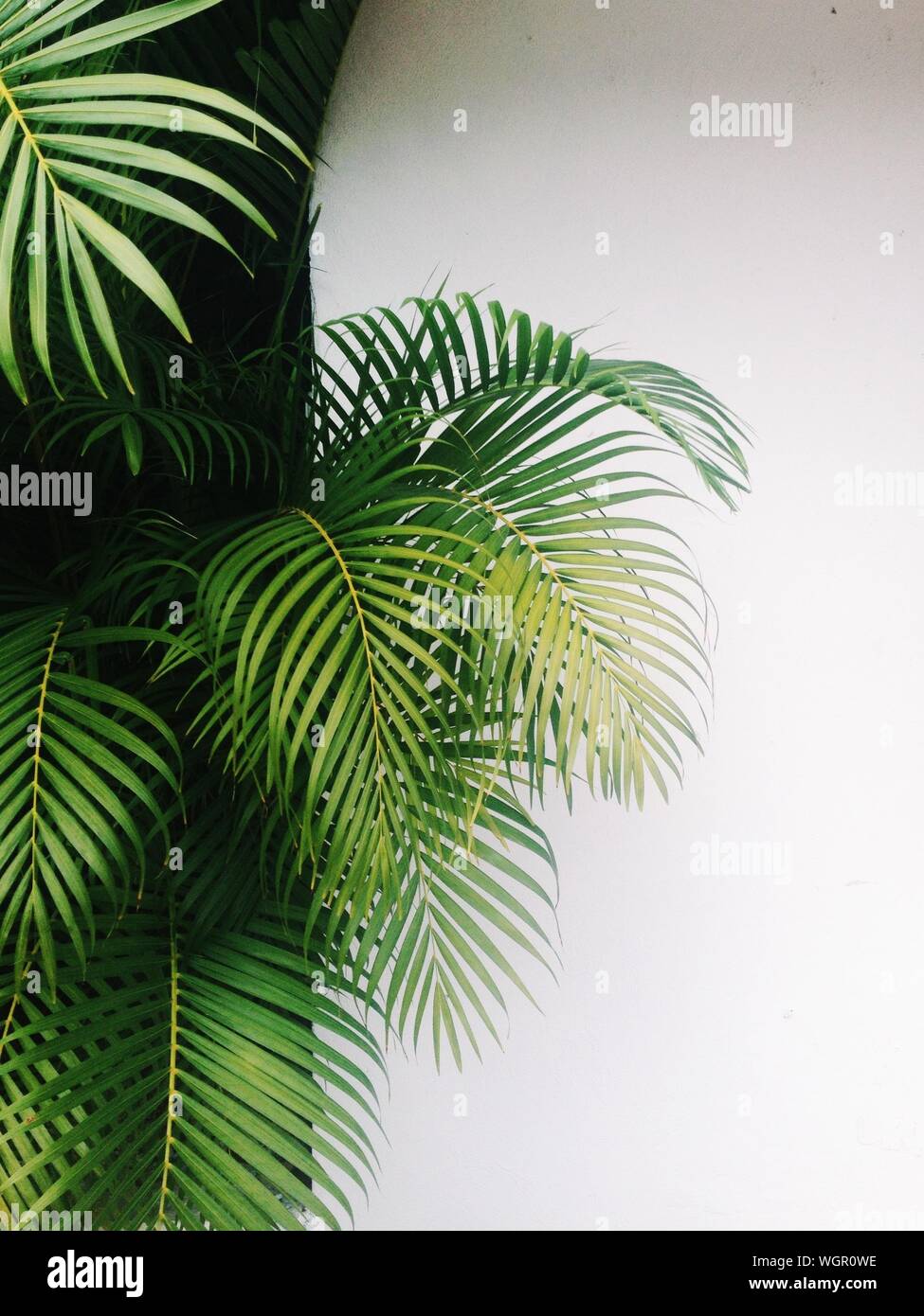 Tree growing against wall hi-res stock photography and images - Alamy