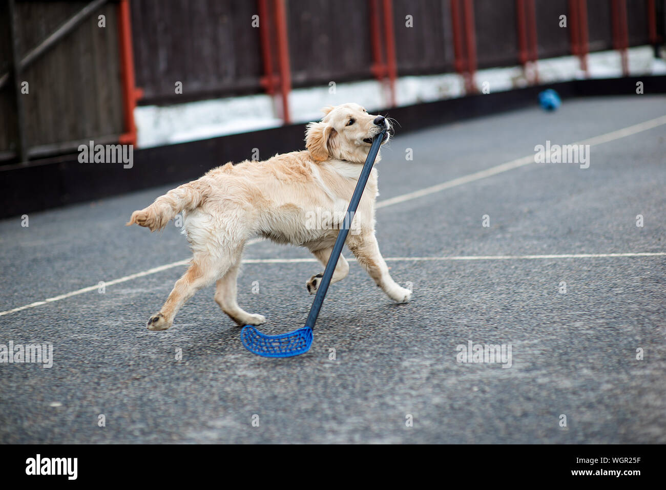 Carrying Bat High Resolution Stock Photography and Images - Alamy