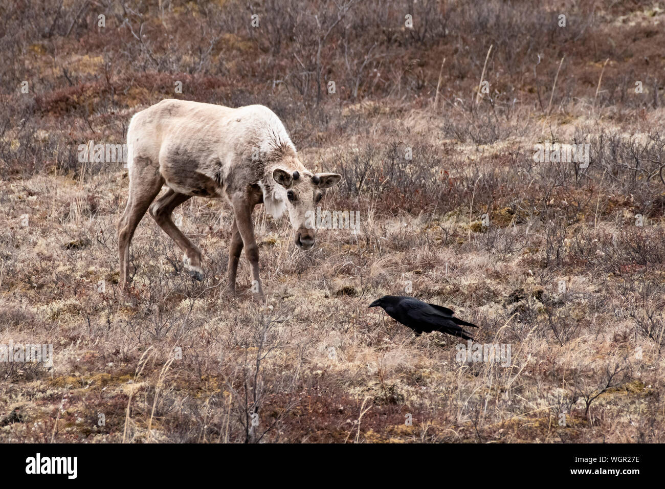 North America; United States; Alaska; Denali National Park; Wildlife ...