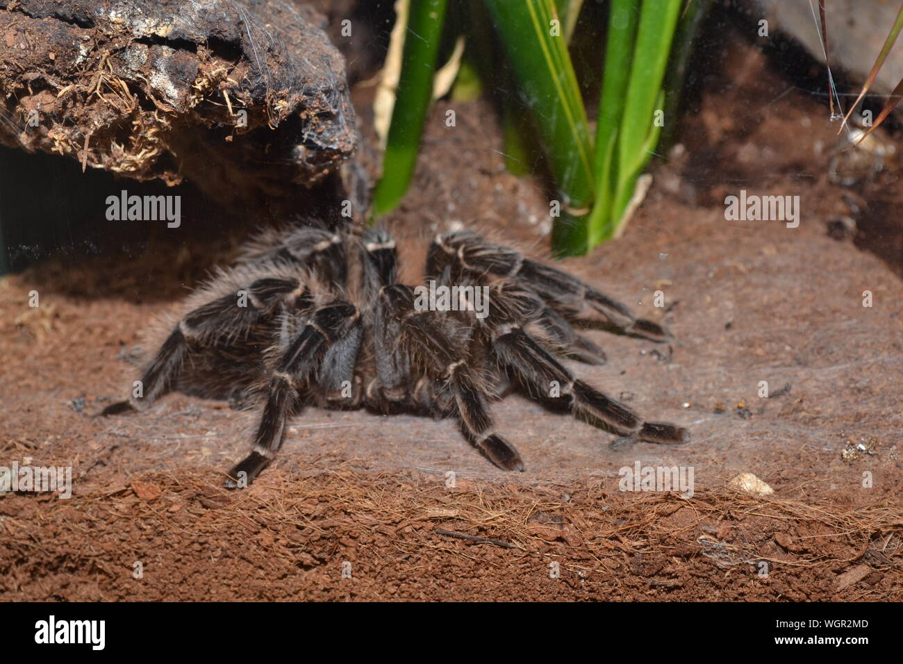 Close up tarantula spider hi-res stock photography and images - Alamy