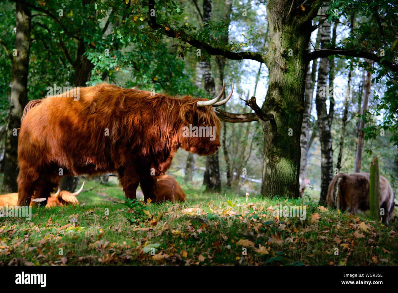 Cattle tree hi-res stock photography and images - Alamy