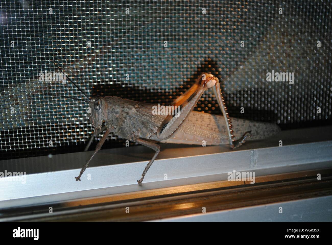 Grasshopper side view hi-res stock photography and images - Alamy