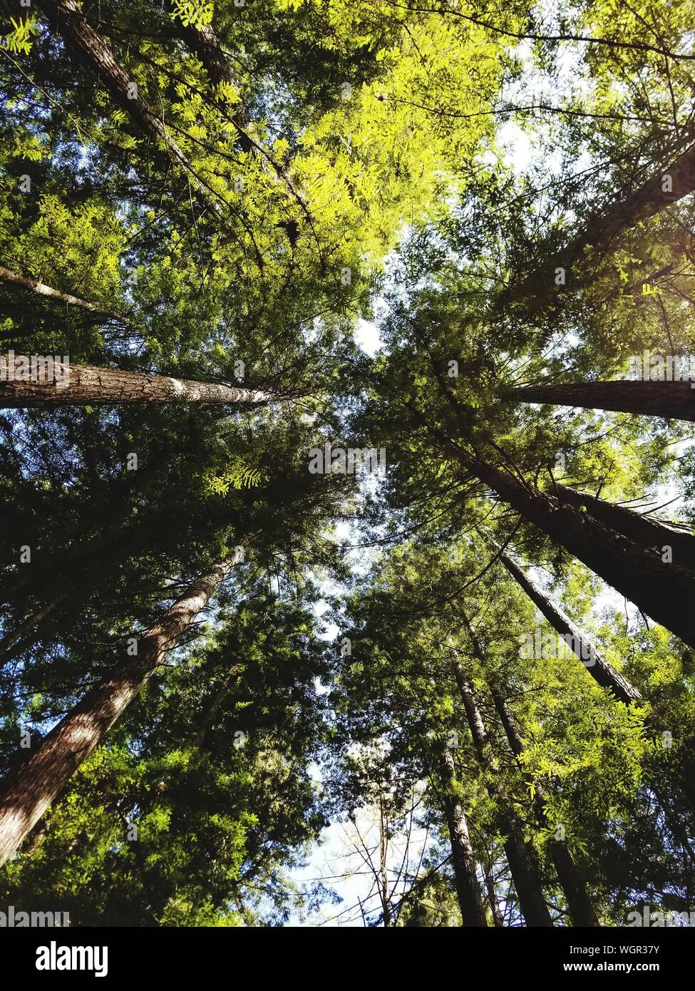 Dense evergreen forest hi-res stock photography and images - Alamy