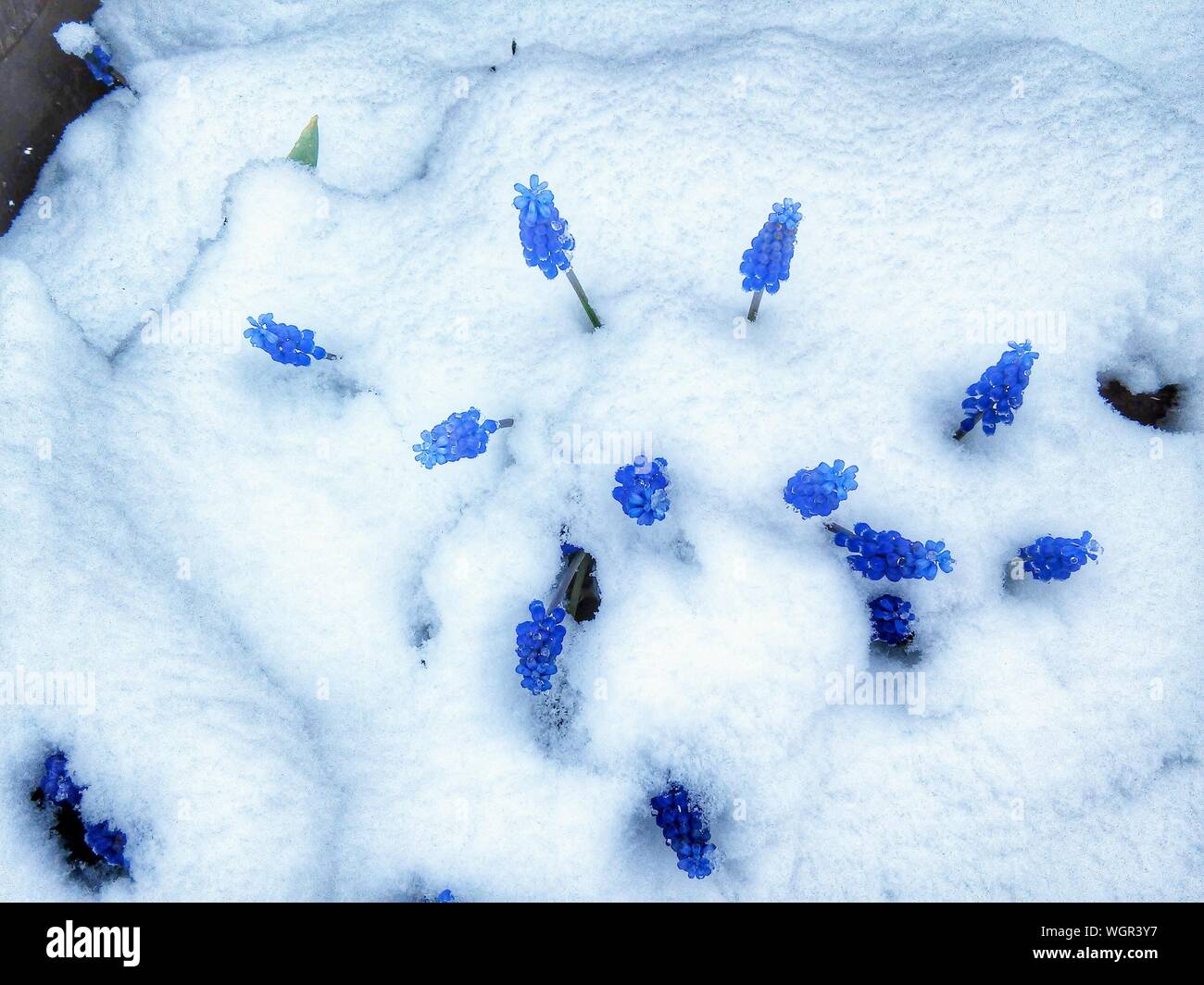 Flowers Covered With Snow High Resolution Stock Photography and Images ...