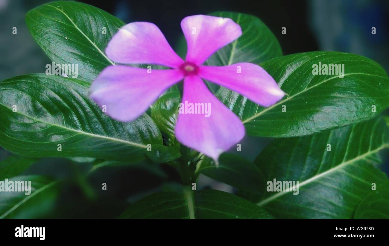 Periwinkle flower hi-res stock photography and images - Alamy