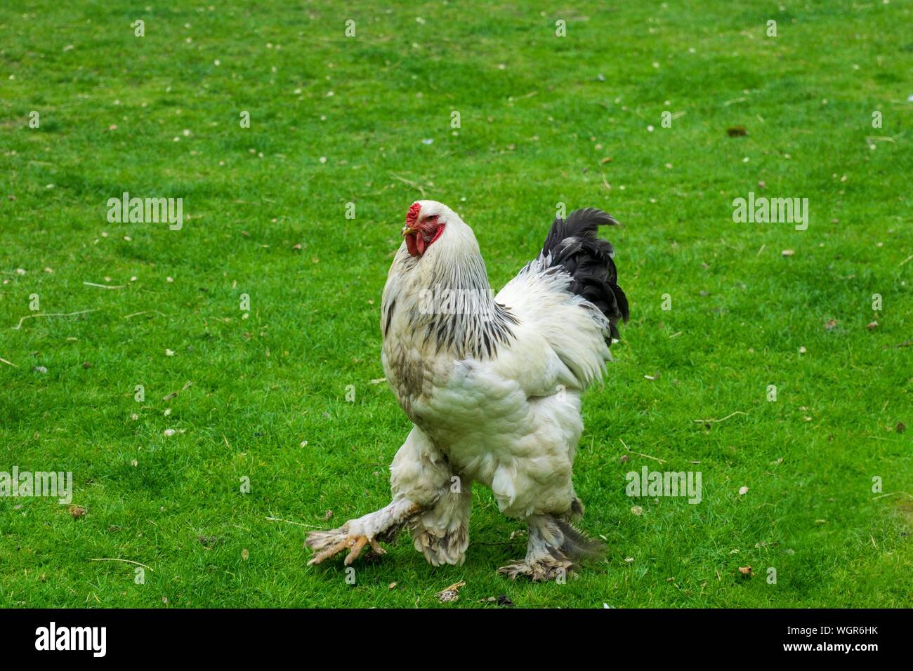 White Brahma Chicken High Resolution Stock Photography and Images - Alamy