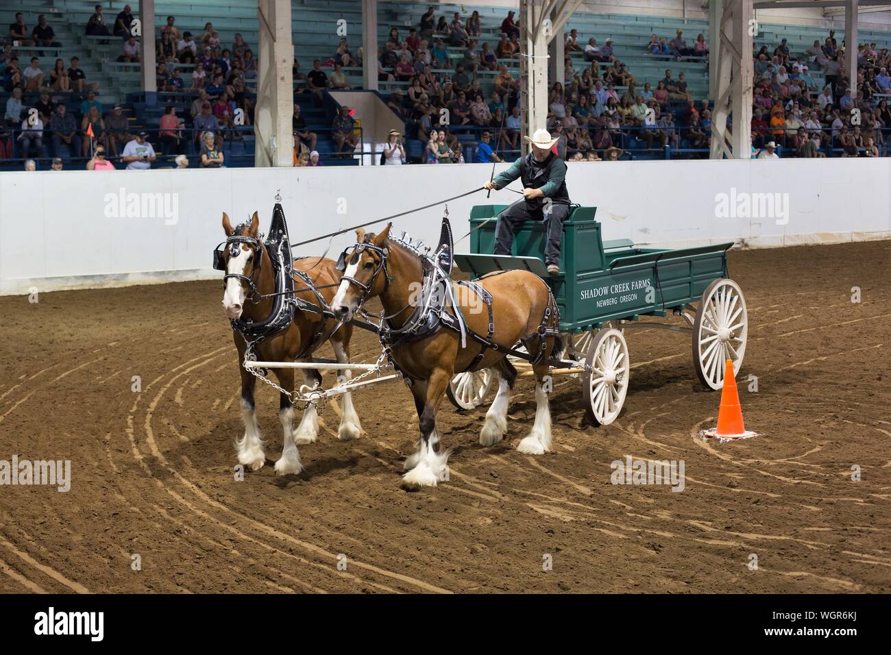 A competitor in the draft horse open team driving competition, at the ...