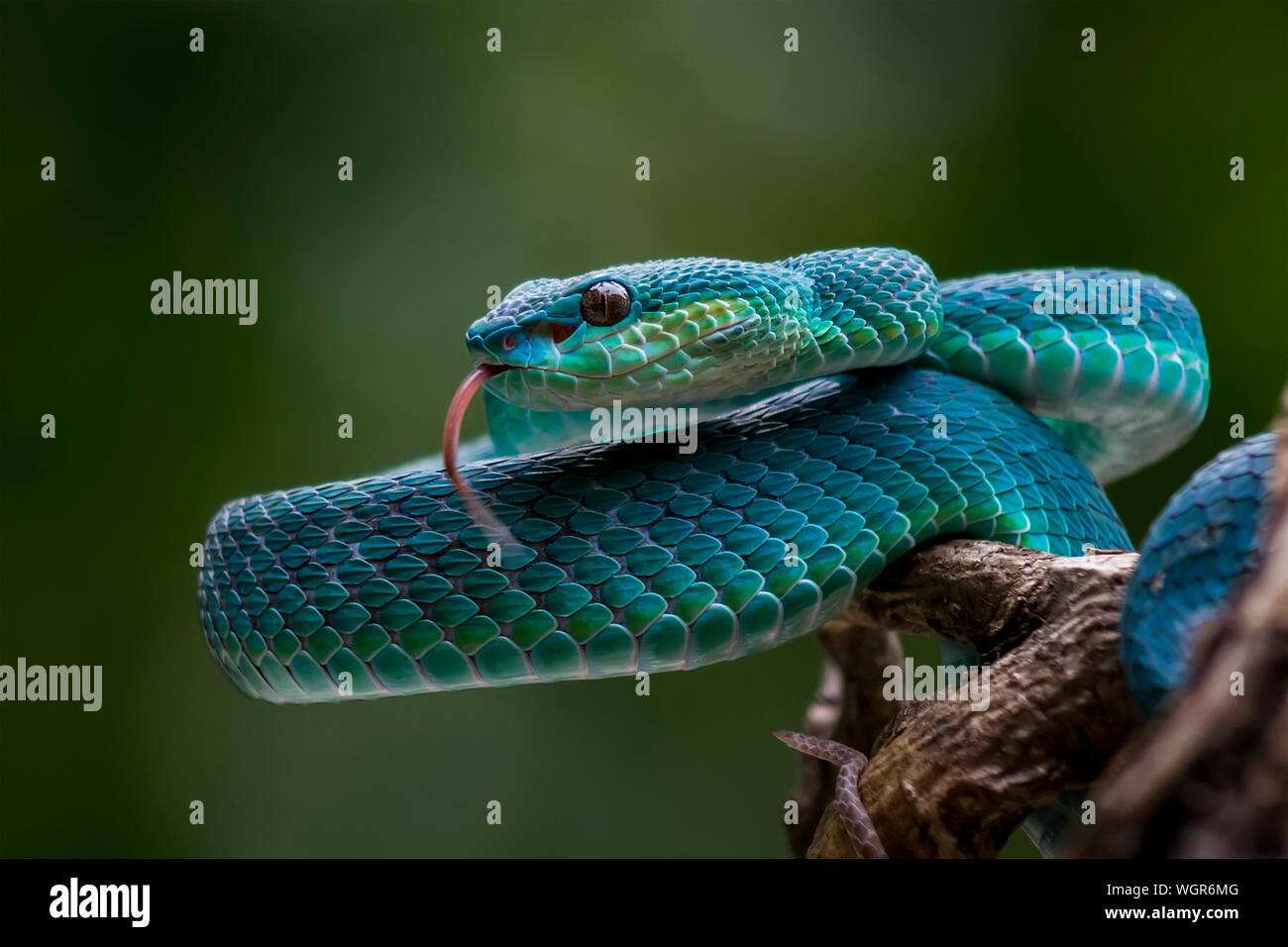 Blue beauty snake hi-res stock photography and images - Alamy