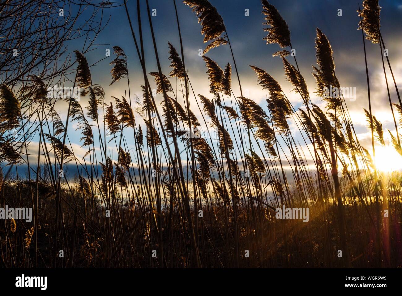 Reed sun hi-res stock photography and images - Alamy