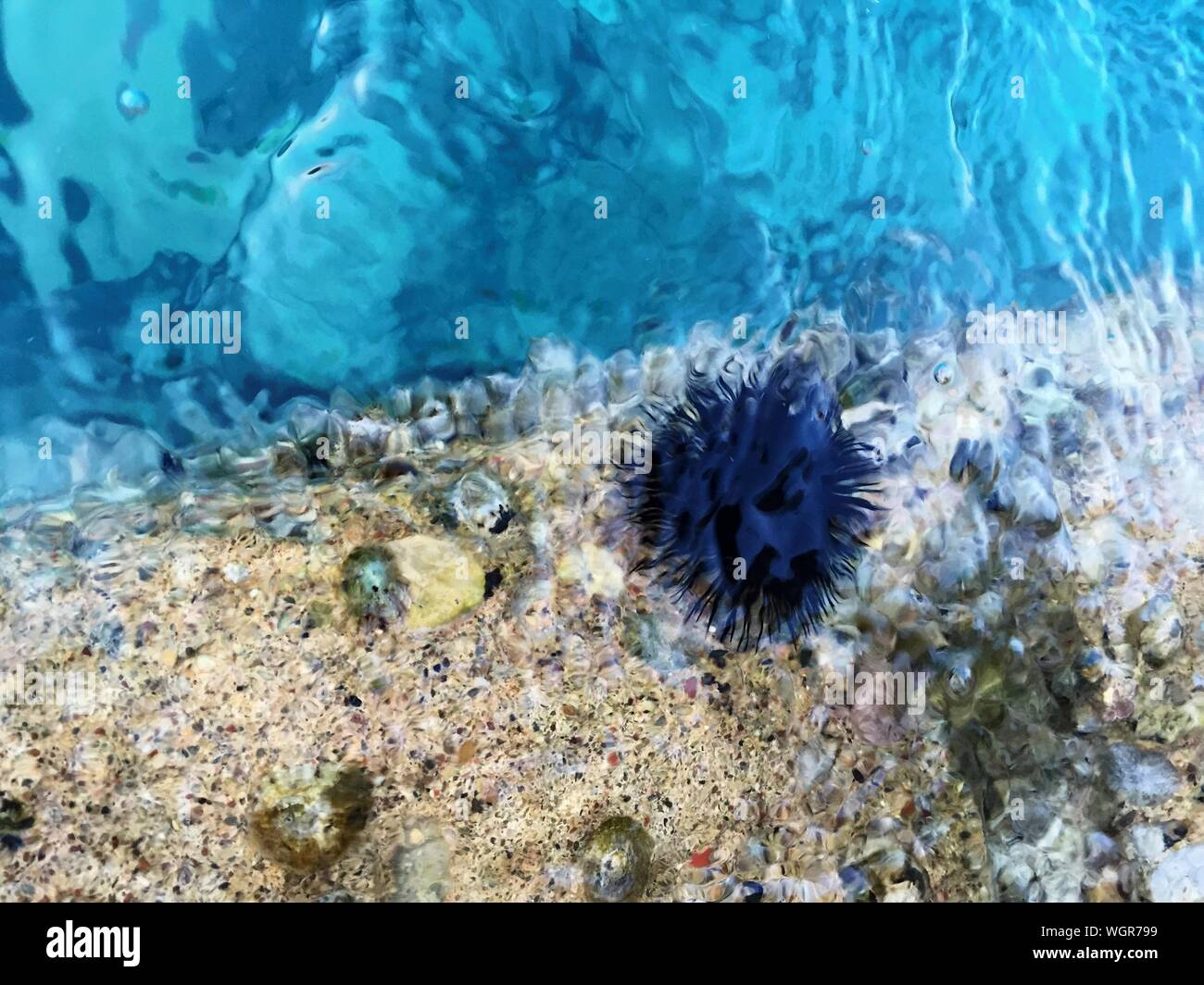 Blue sea urchin hi-res stock photography and images - Alamy