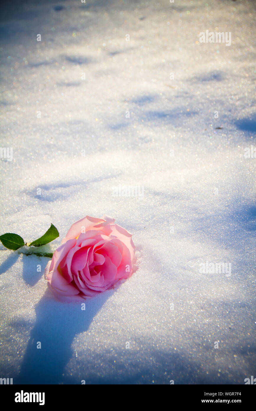 Rose beach hi-res stock photography and images - Alamy