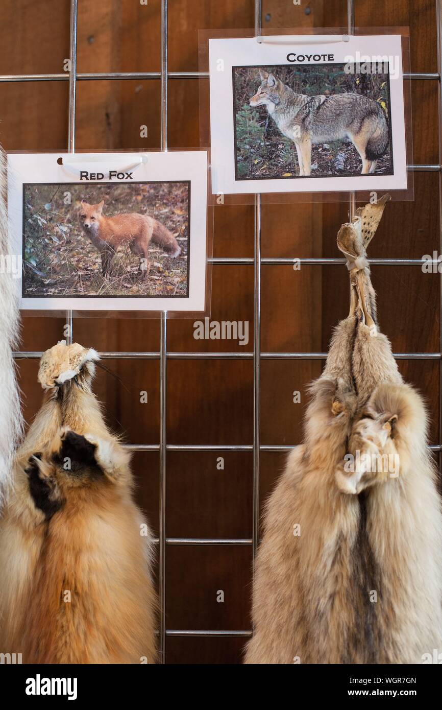 Skinned red fox and coyote on display at the Oregon State Fair in Salem ...
