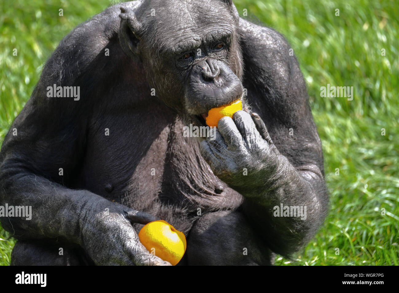 Gorilla eating fruit hi-res stock photography and images - Alamy