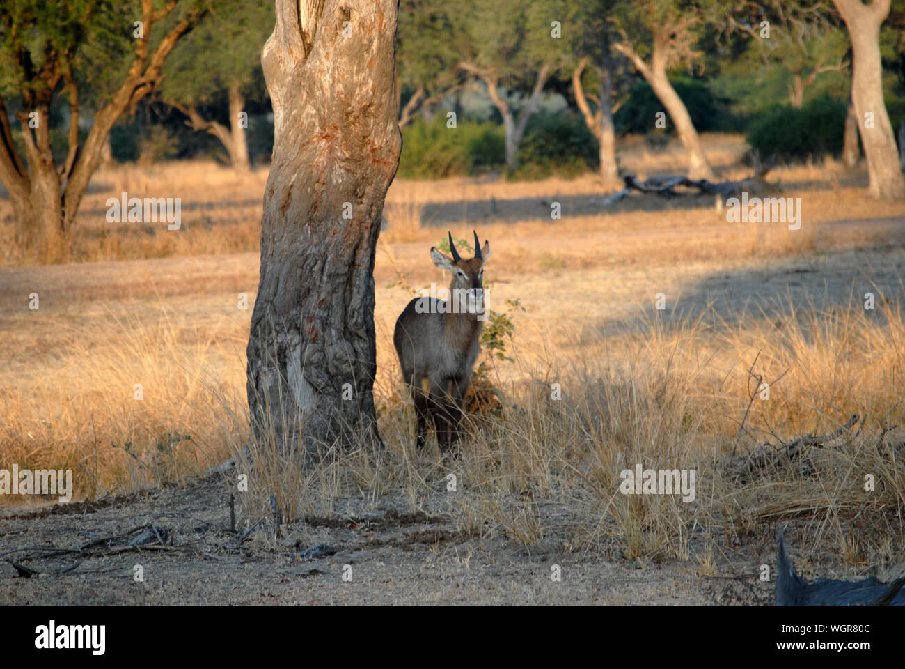 Mature south african impala buck hi-res stock photography and images ...