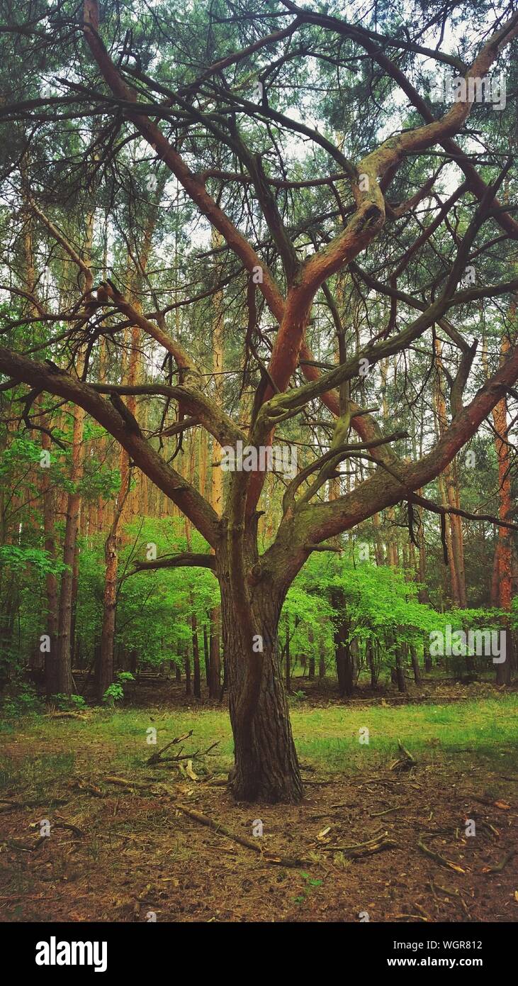 Large forest tree hi-res stock photography and images - Alamy