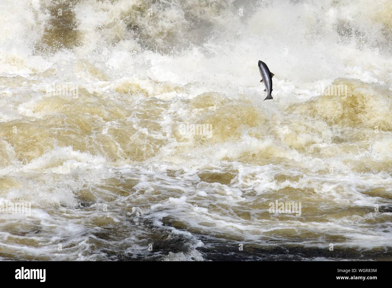 Salmon Fish Jumping High Resolution Stock Photography and Images - Alamy