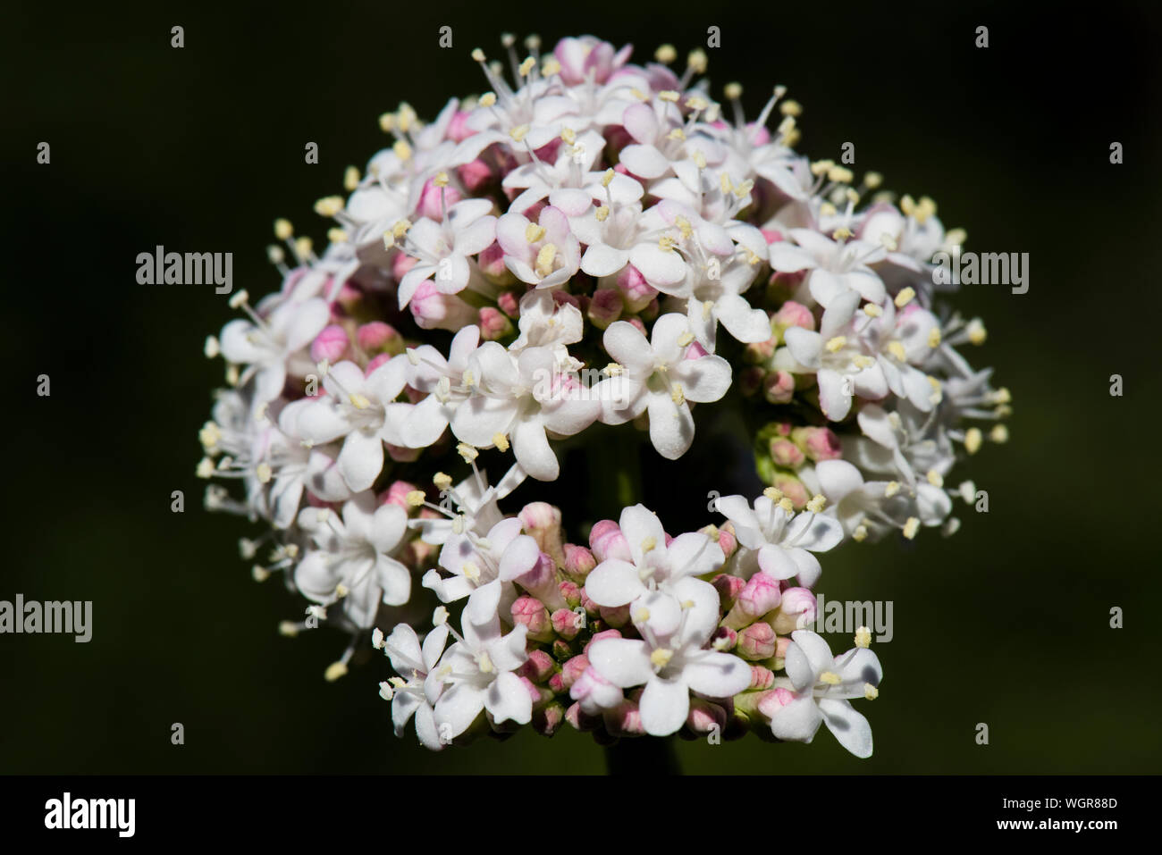Valerianaceae High Resolution Stock Photography and Images - Alamy
