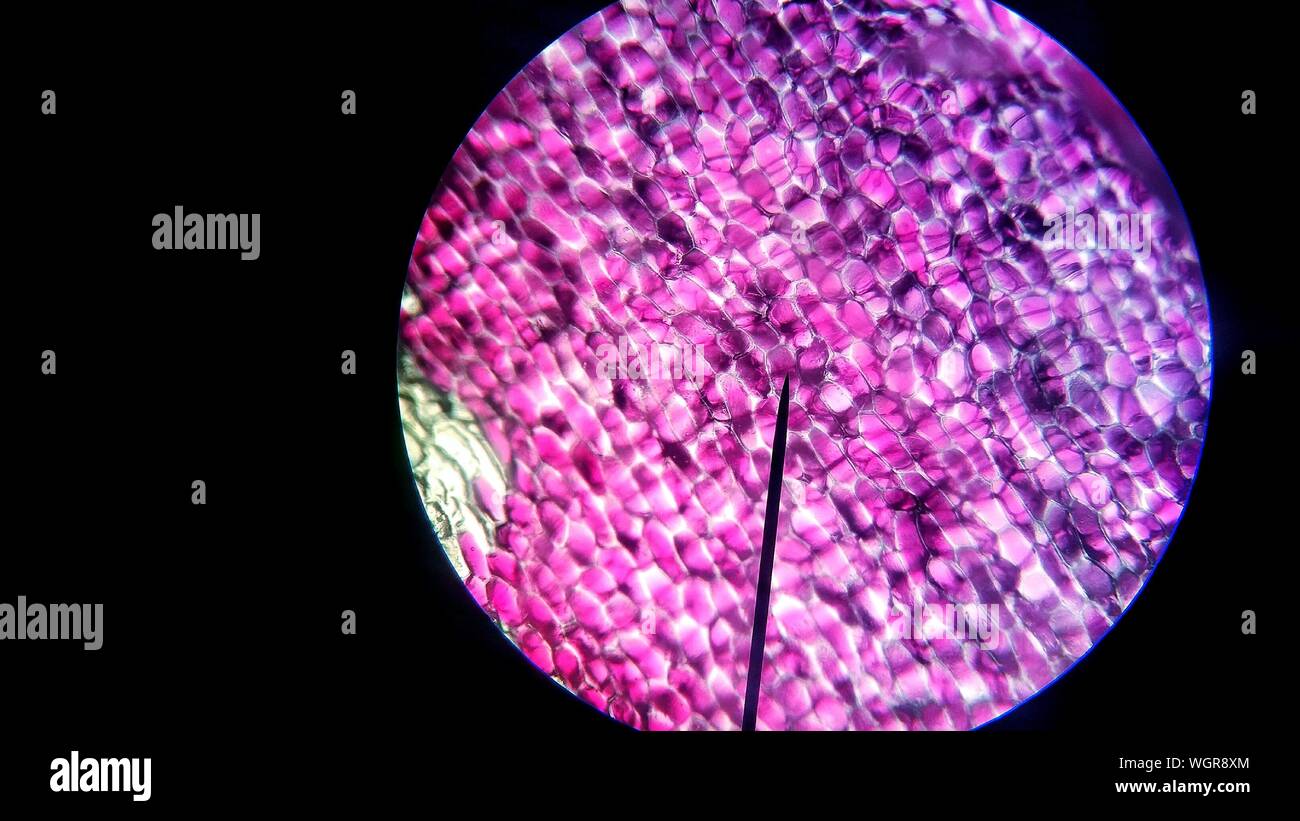 Pink microscope hi-res stock photography and images - Alamy