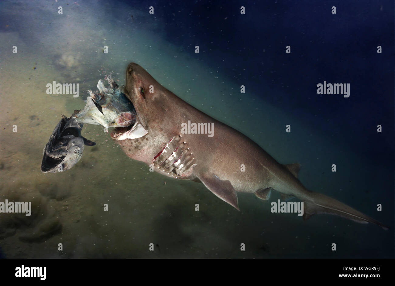 Hexanchus Griseus Stock Photos & Hexanchus Griseus Stock Images - Alamy