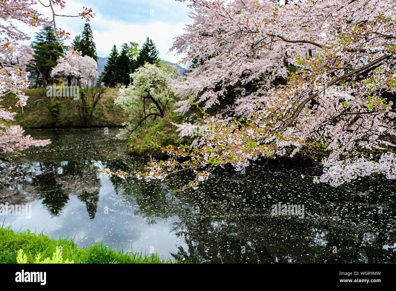Cherry blossom tree on river hi-res stock photography and images - Alamy