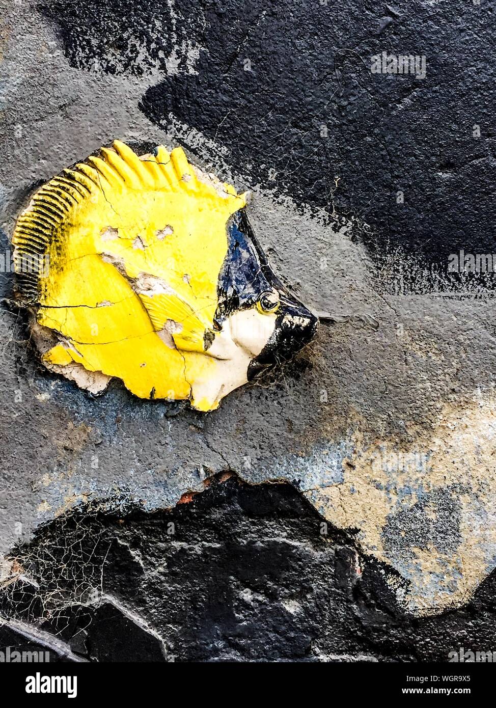 Dead Fish On Rock High Resolution Stock Photography and Images - Alamy
