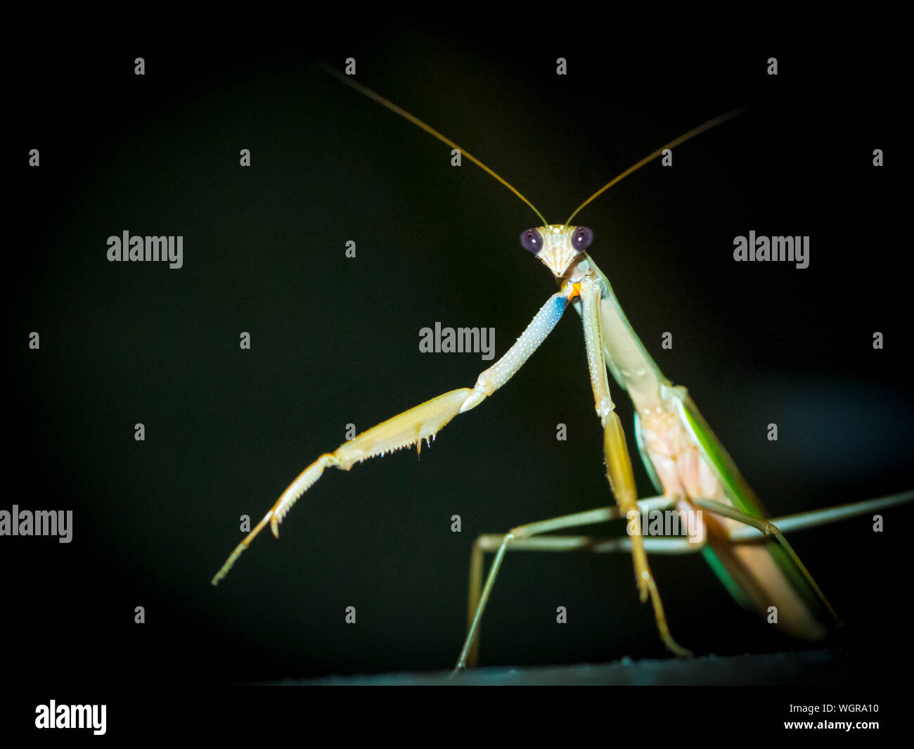 Praying at night hi-res stock photography and images - Alamy