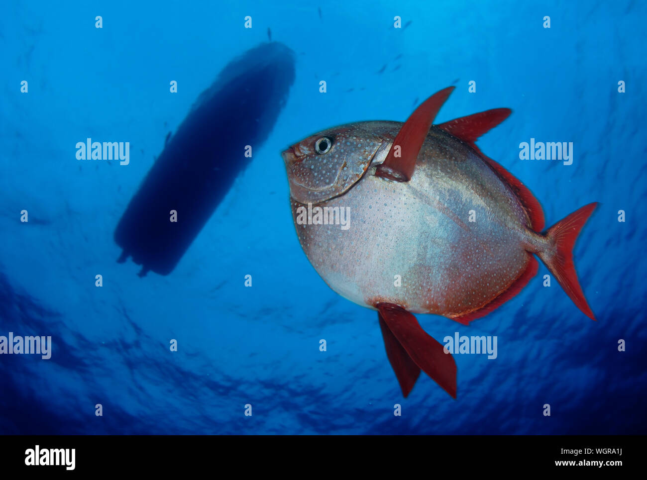 Endothermic Warm Blooded High Resolution Stock Photography and Images ...