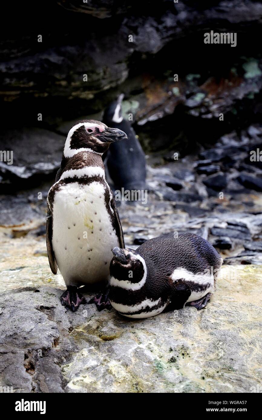Penguins lying hi-res stock photography and images - Alamy