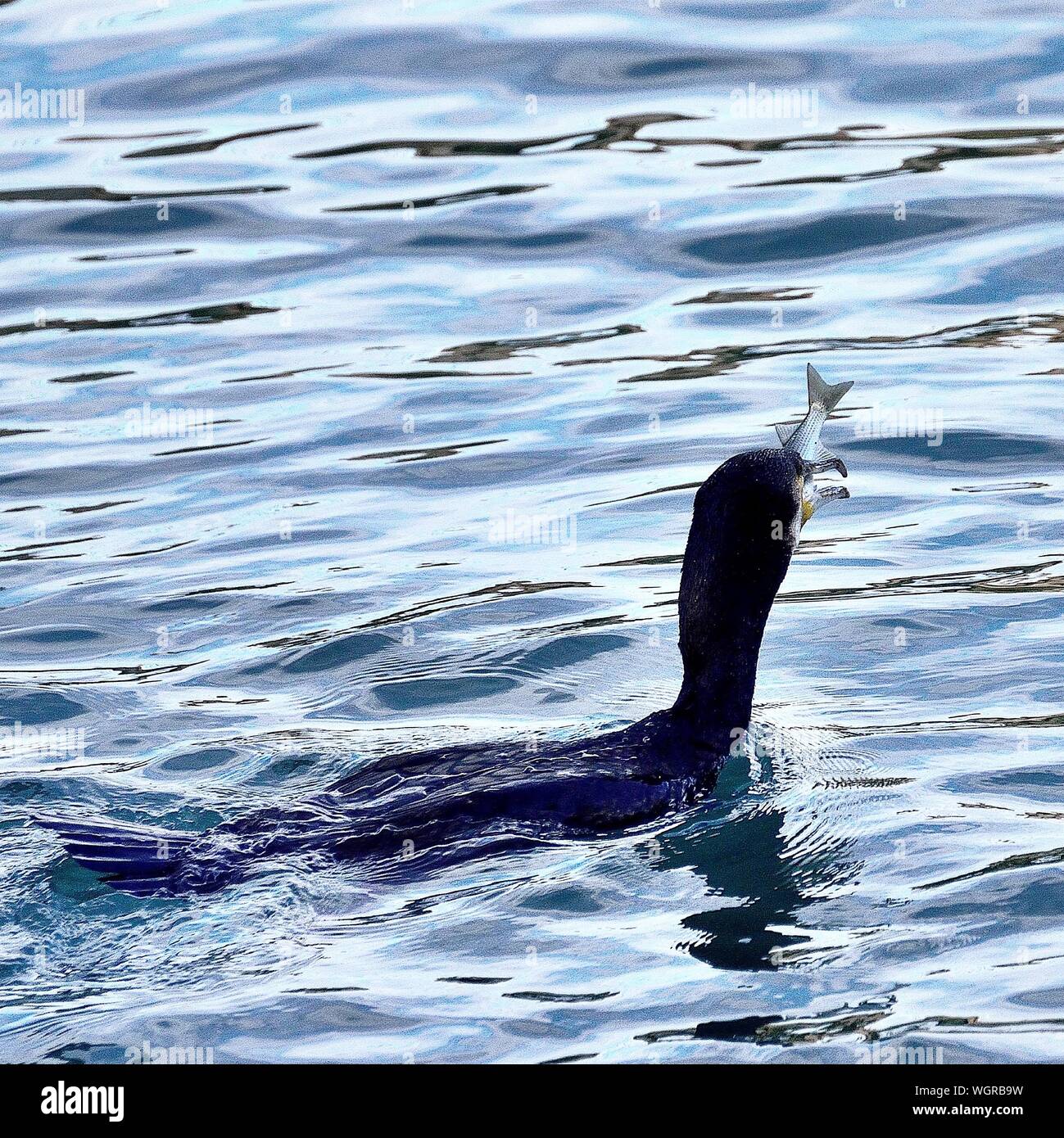 Cormorant hunting fish hi-res stock photography and images - Alamy