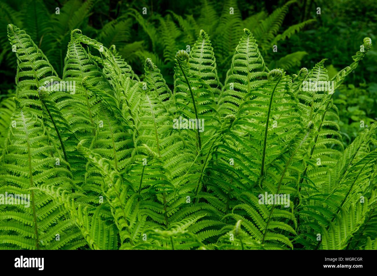 Ferns in foreground hi-res stock photography and images - Alamy