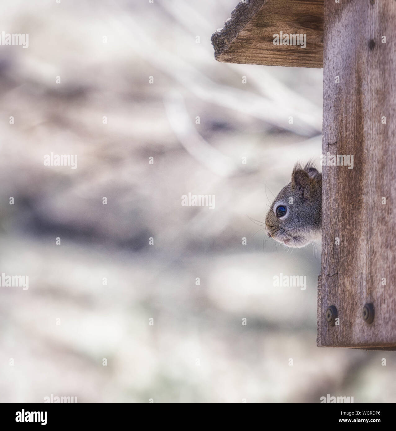 Squirrel house hi-res stock photography and images - Alamy