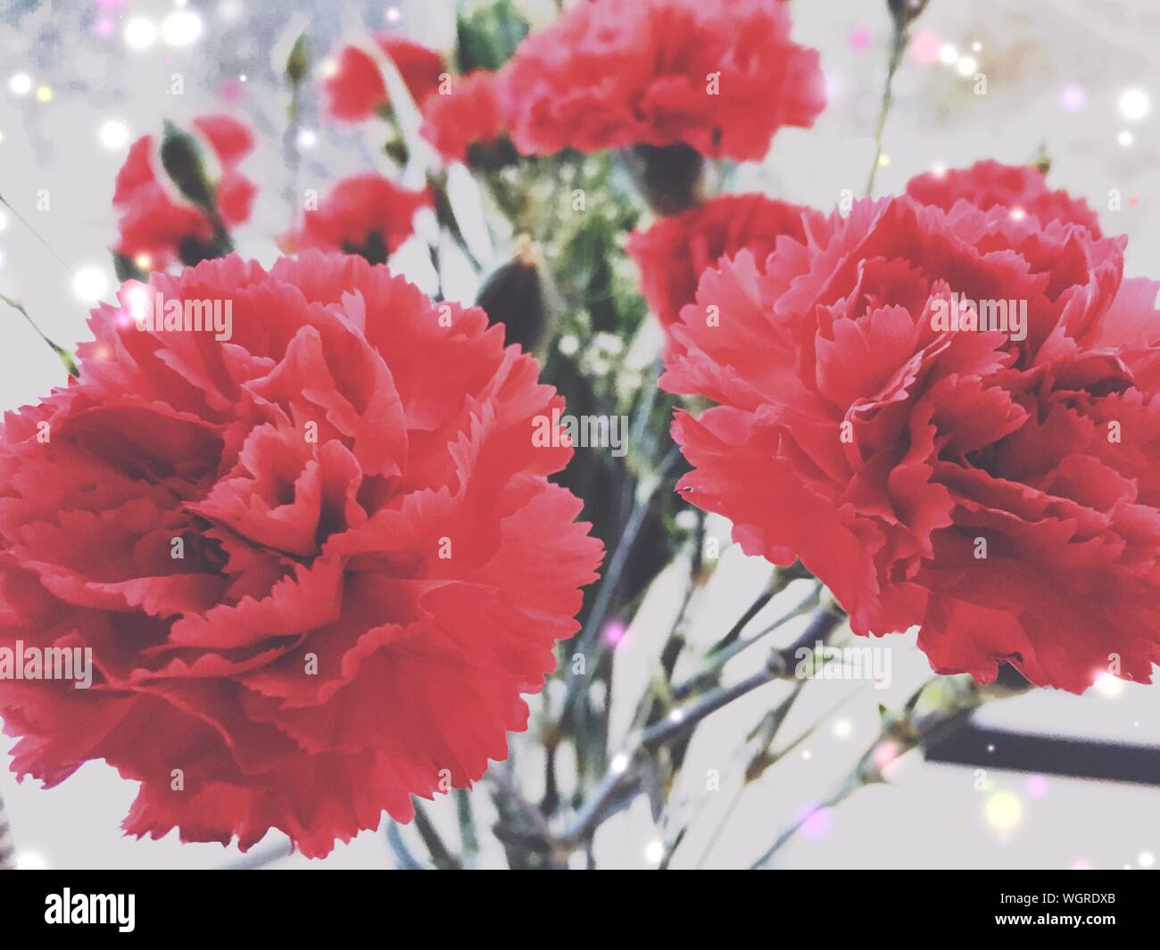 Red_carnation hi-res stock photography and images - Alamy