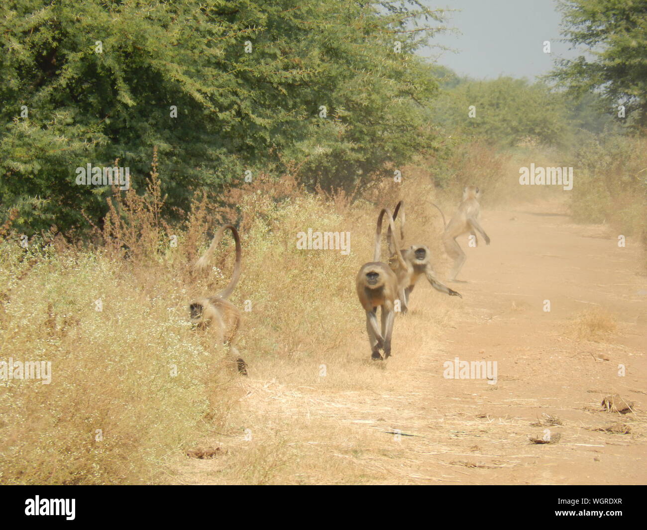 Monkeys Running On Dirt Road Against Trees Stock Photo - Alamy