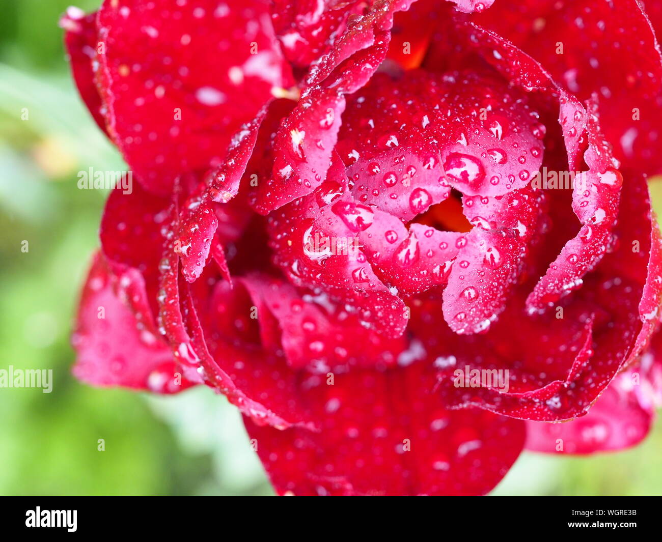 Berlin germany red rose hi-res stock photography and images - Alamy