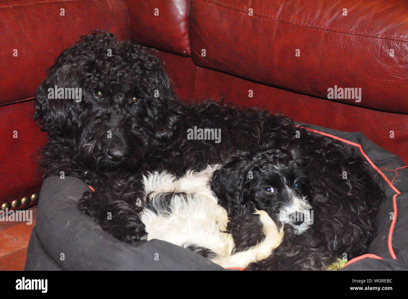 Labradoodles hi-res stock photography and images - Alamy