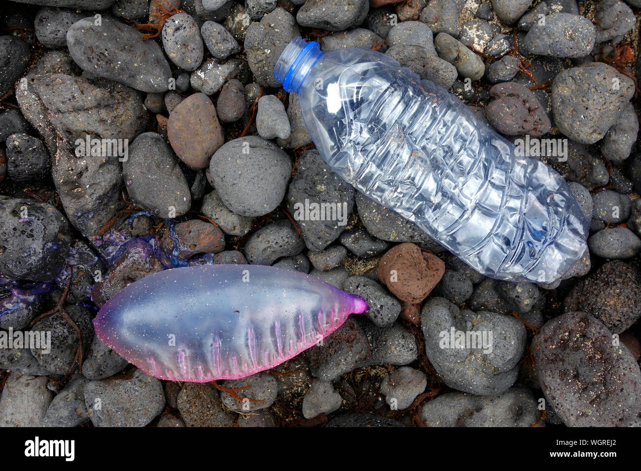 Physalia High Resolution Stock Photography and Images - Alamy