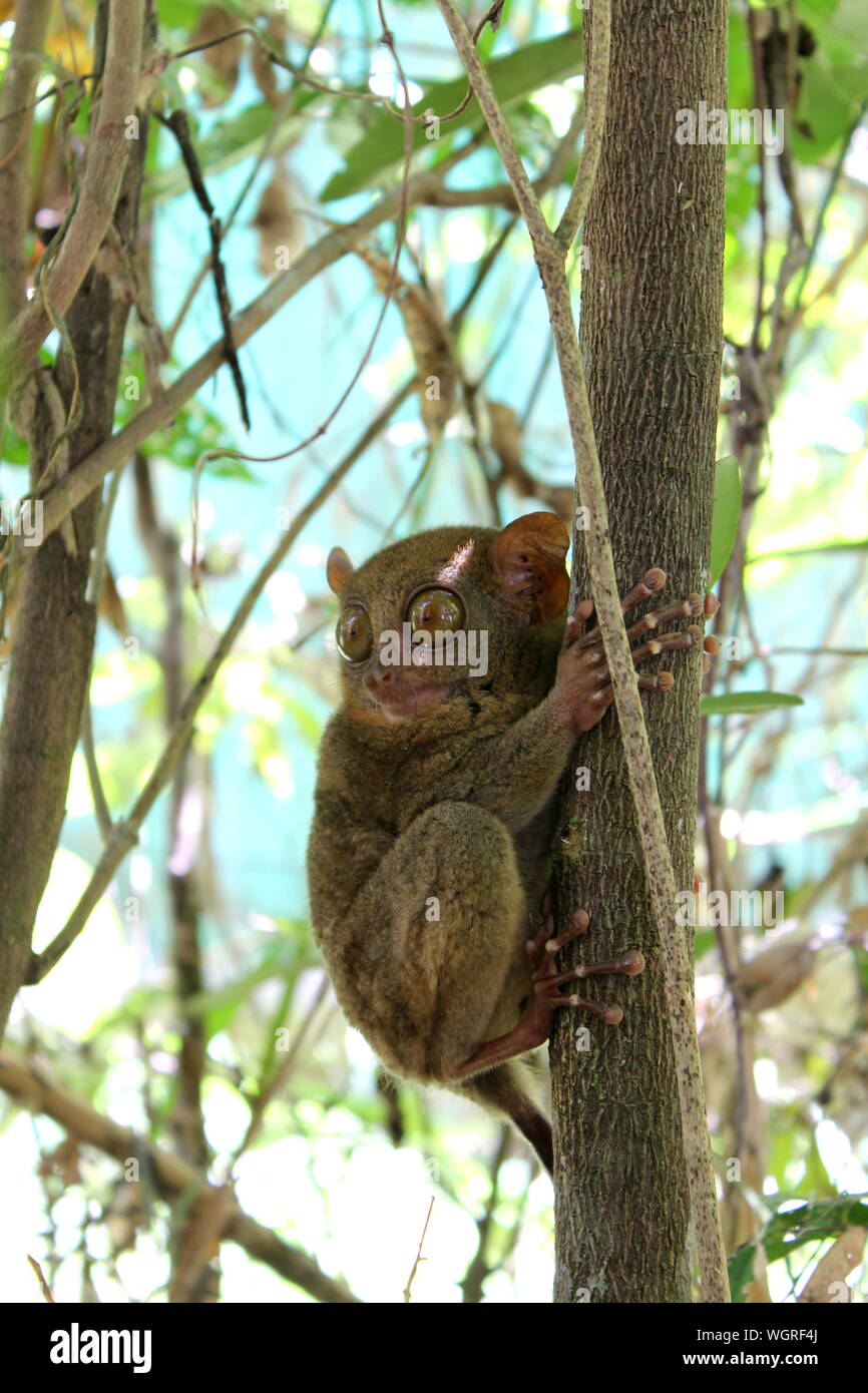 Funny tarsier hi-res stock photography and images - Alamy