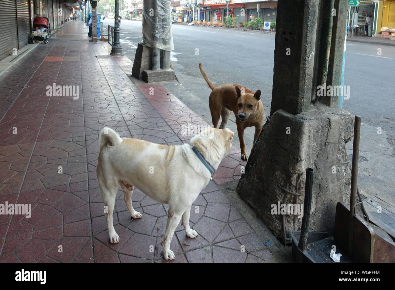 Two dogs face to face hi-res stock photography and images - Alamy