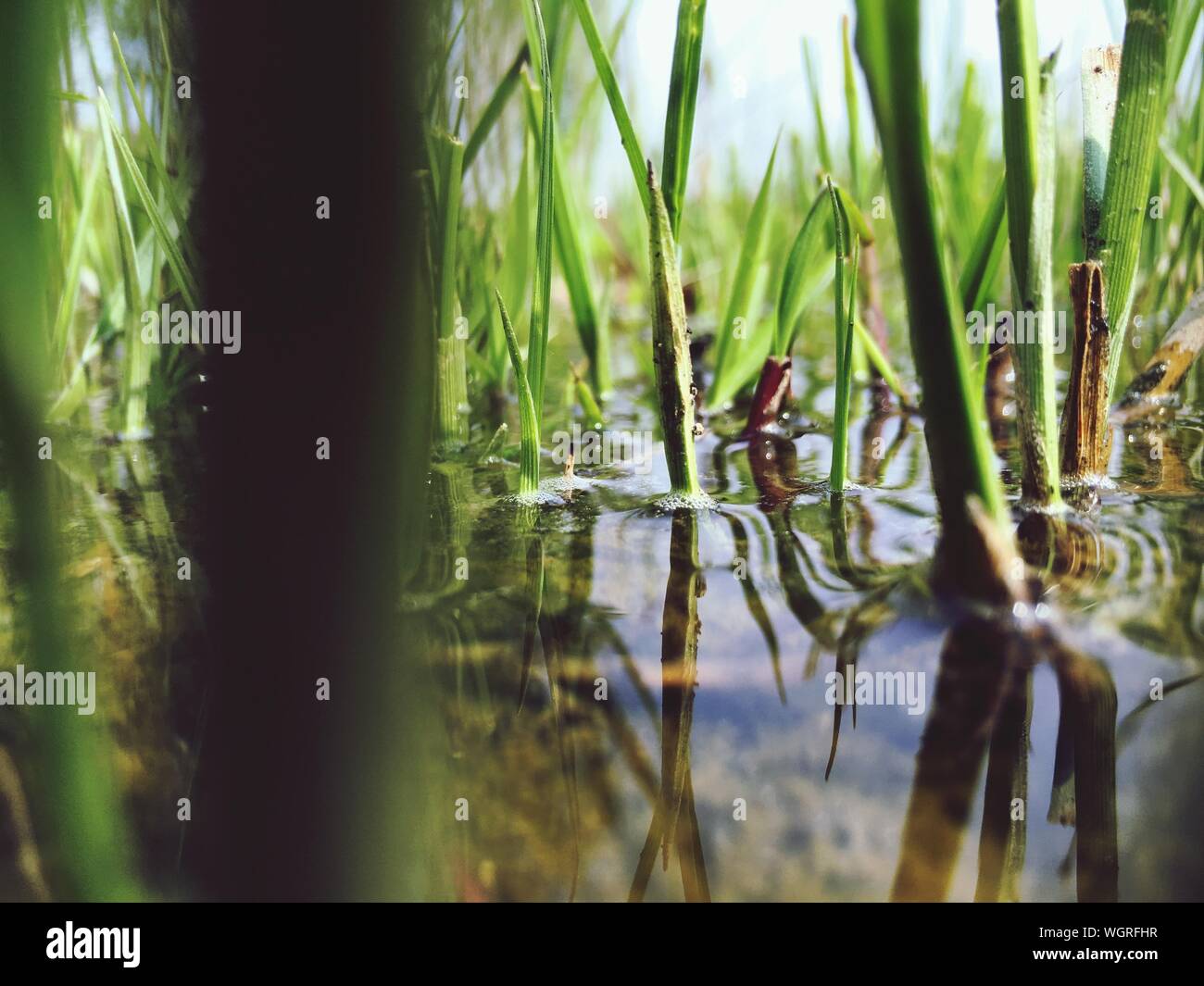 Asia water plants hi-res stock photography and images - Alamy
