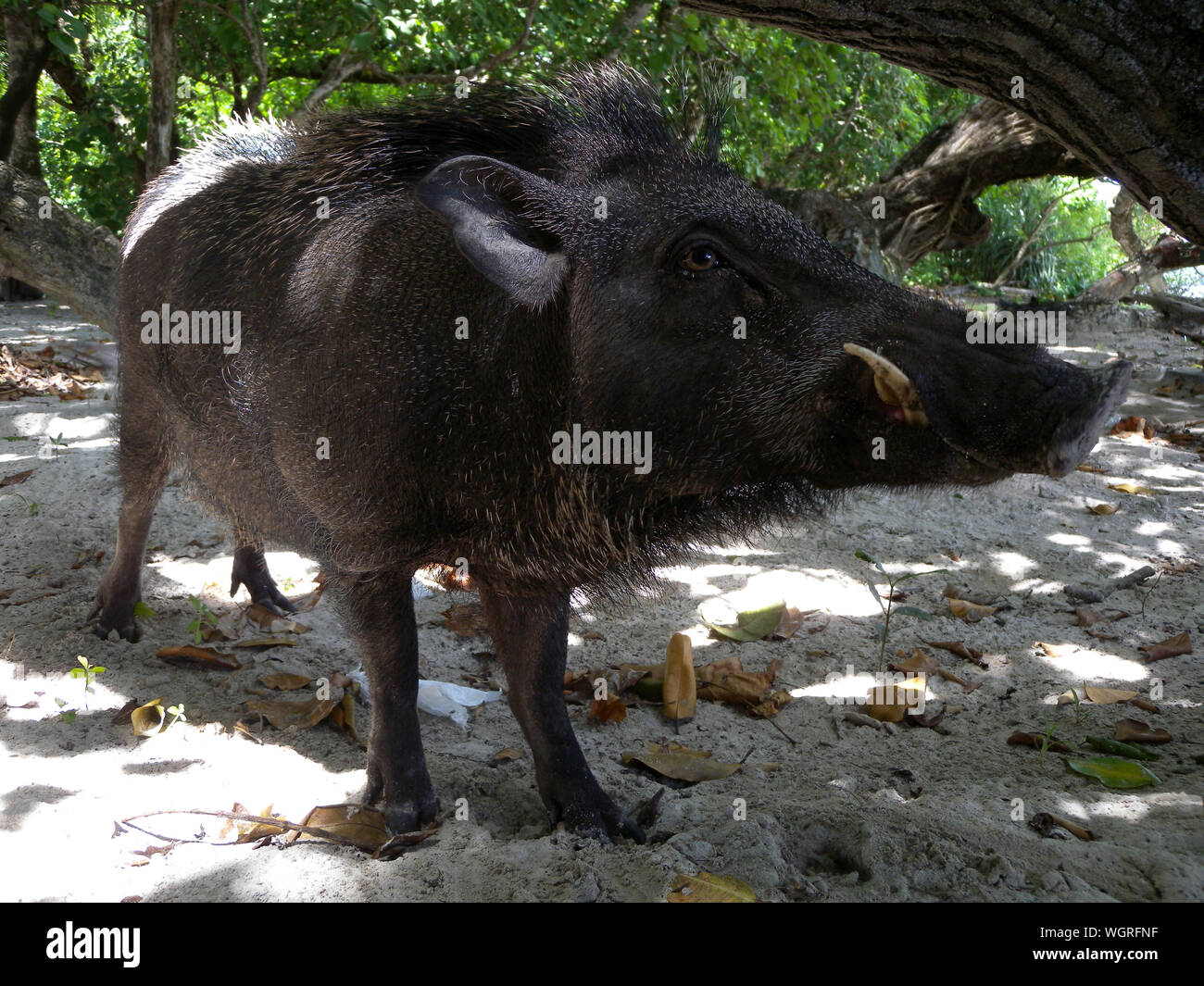 Pig in forest hi-res stock photography and images - Alamy