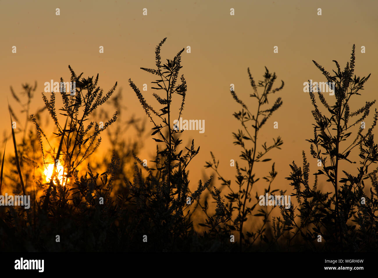 Romantic nature scene sun grass High Resolution Stock Photography and ...