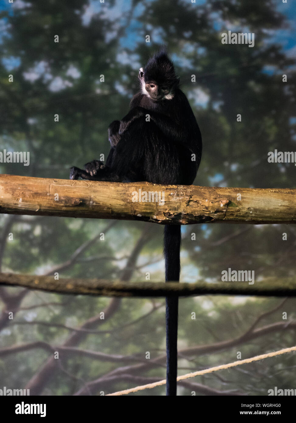 Perching spider hi-res stock photography and images - Alamy