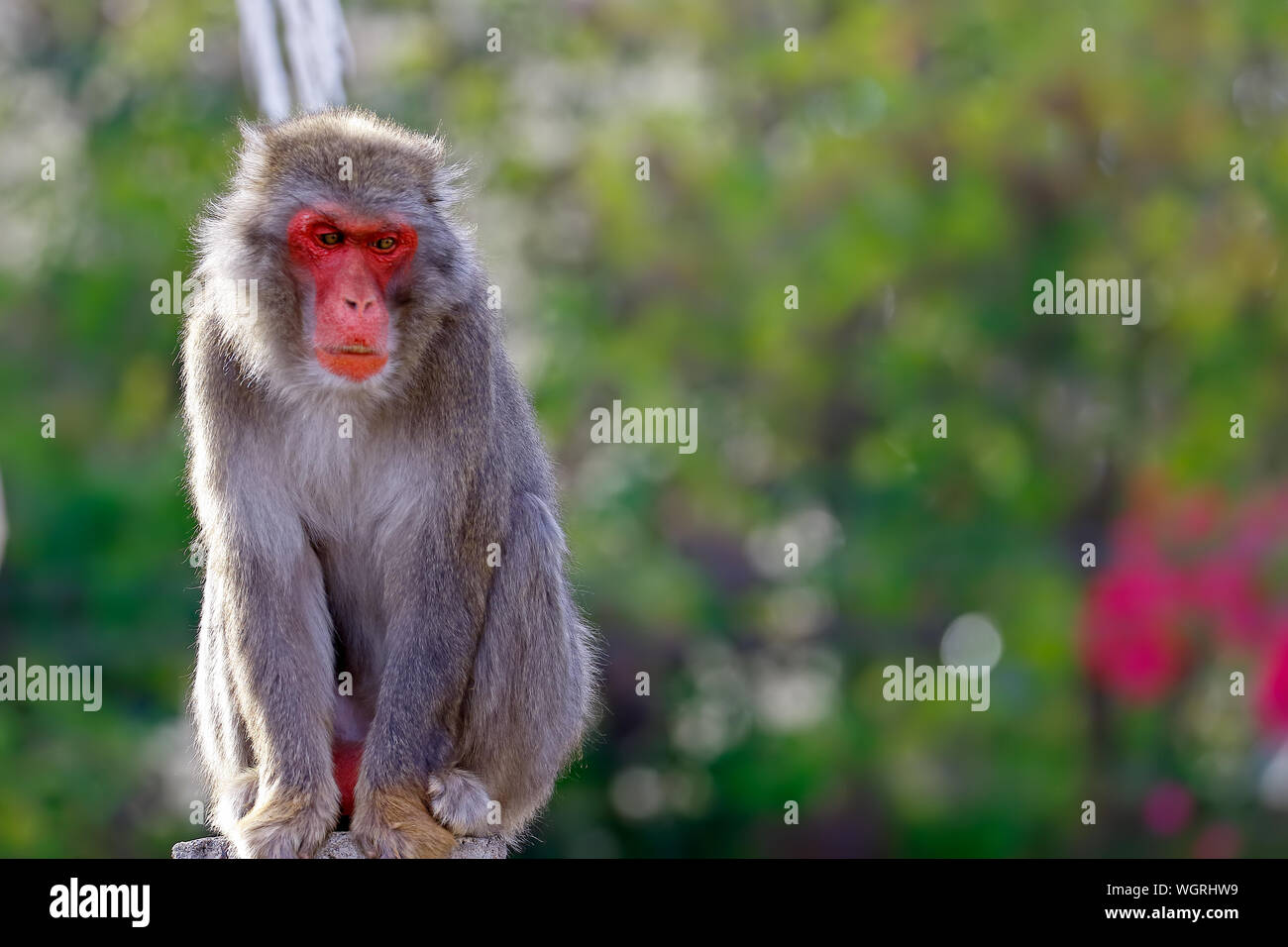 Monkey Looking Down High Resolution Stock Photography and Images - Alamy