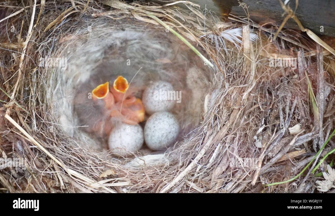 Bird's eggs in nest hi-res stock photography and images - Alamy