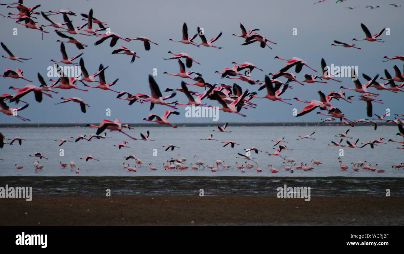 Pink flamingos flying hi-res stock photography and images - Alamy