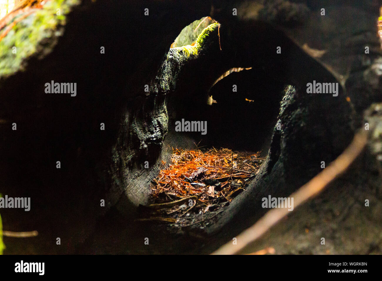 Dead leaves and moss hi-res stock photography and images - Alamy