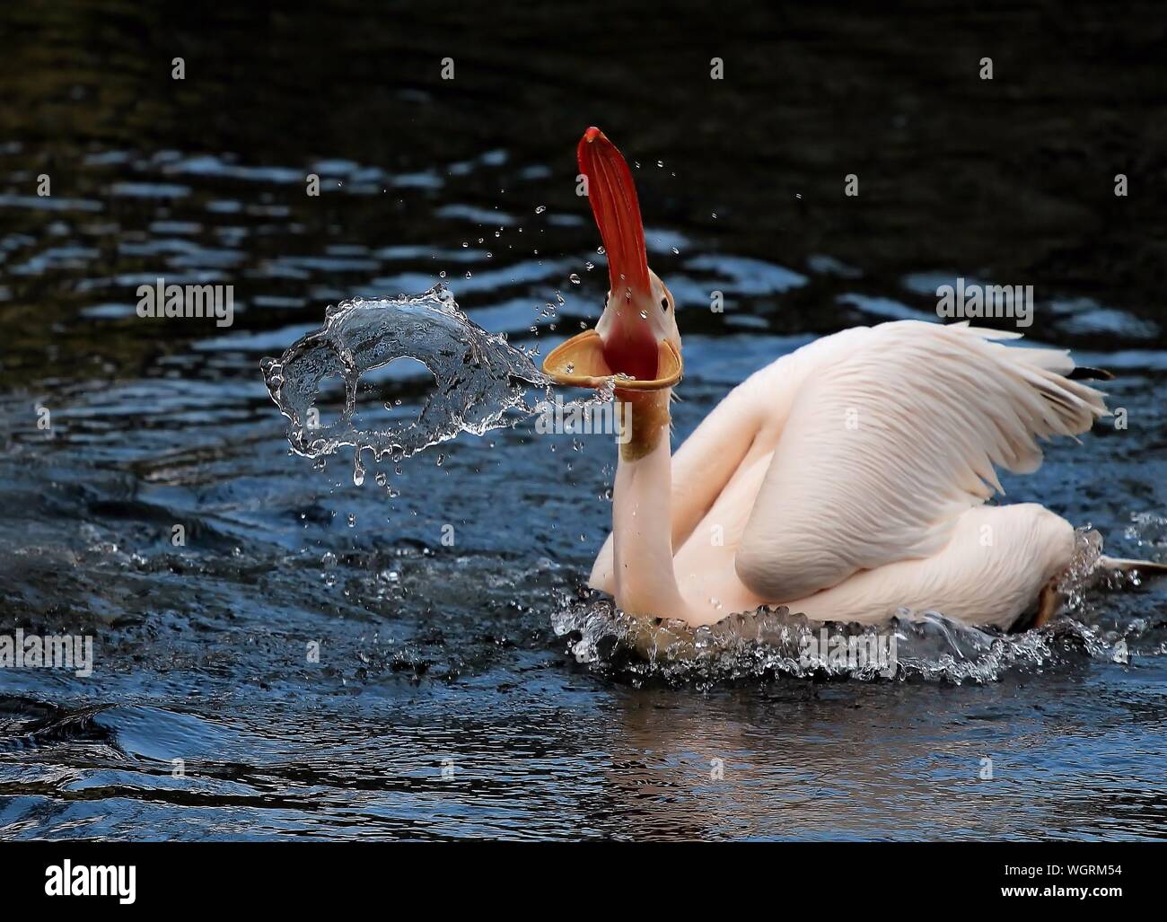 Person reflection in water hi-res stock photography and images - Alamy